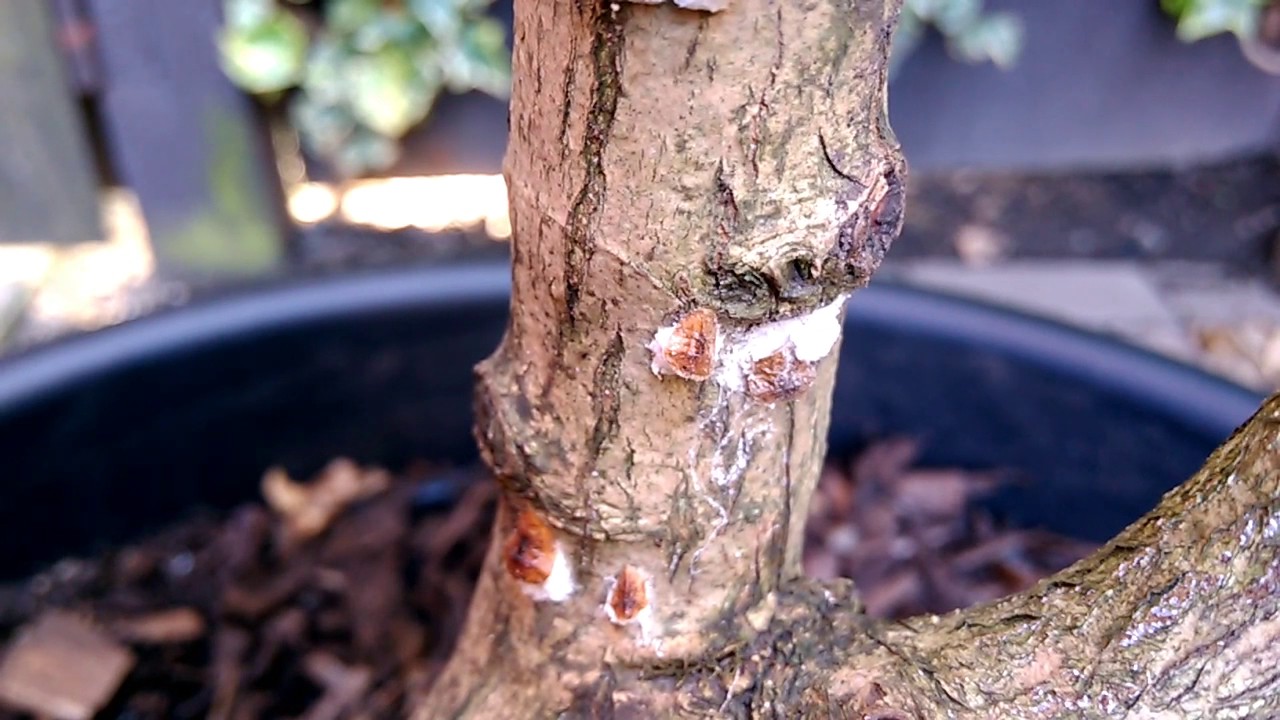 Beginners Care Guide For Japanese Maples - Horse Chestnut Scale Bugs ...