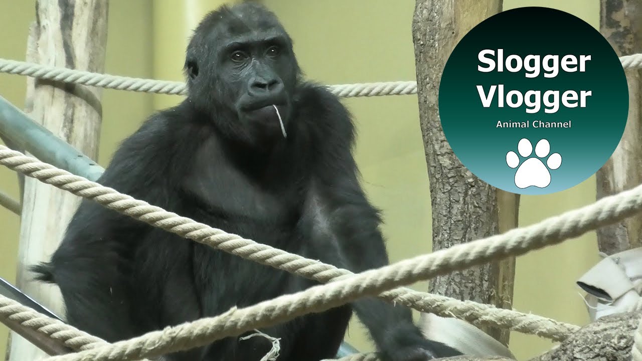 Gorilla Indigo From Budapest Zoo - YouTube
