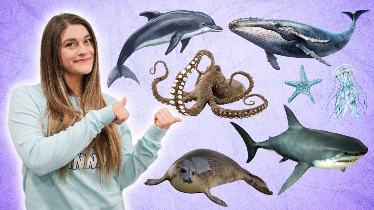 EASY ENGLISH Sea Animals For Everyone | Learn English Vocabulary With ...