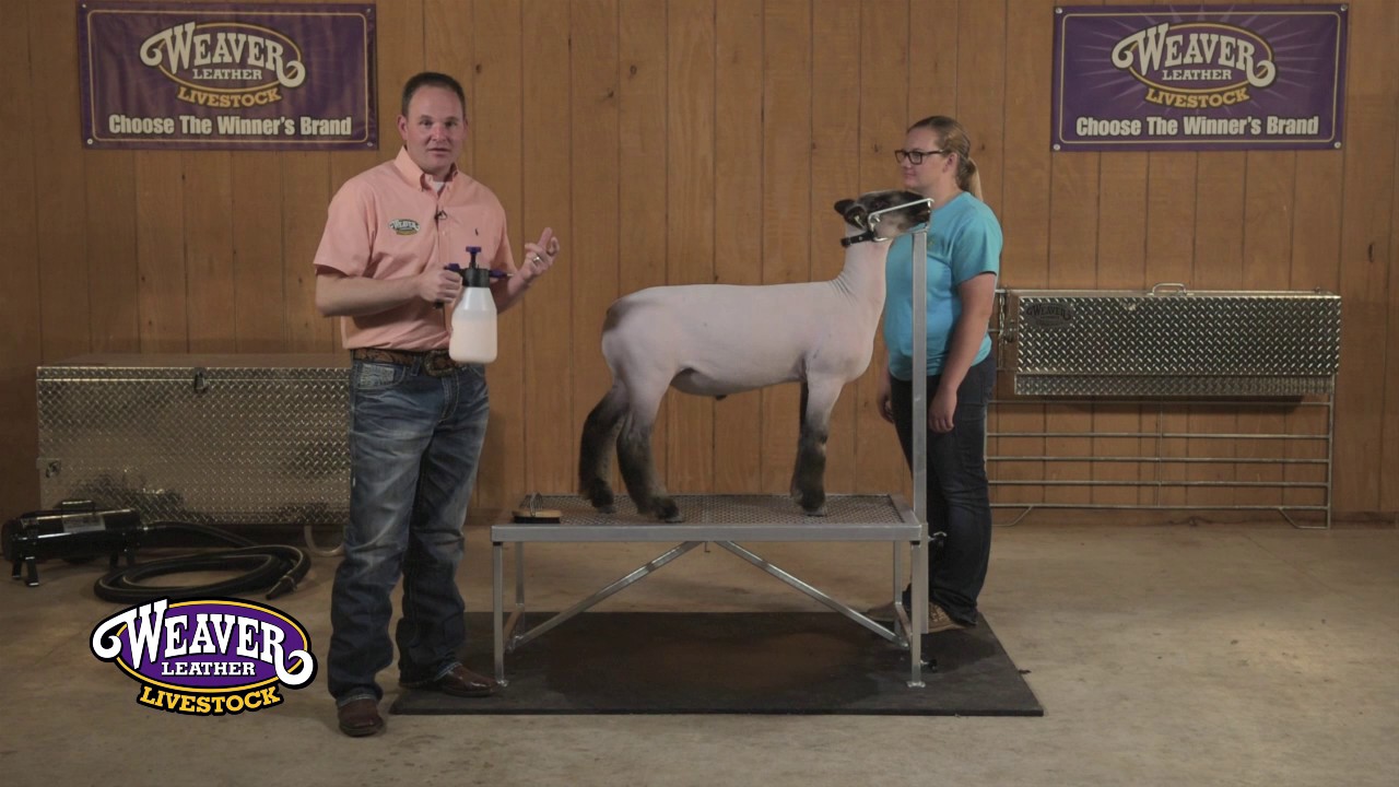Fitting Sheep for Show Day - YouTube