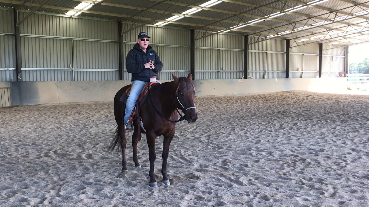 How to get your horse on the bit softly and correctly - YouTube