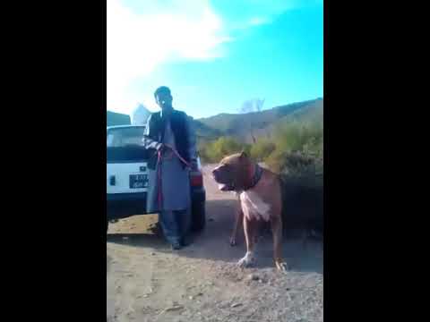 New Pak Imp. in Punjab | Bully kutta | Basi - YouTube