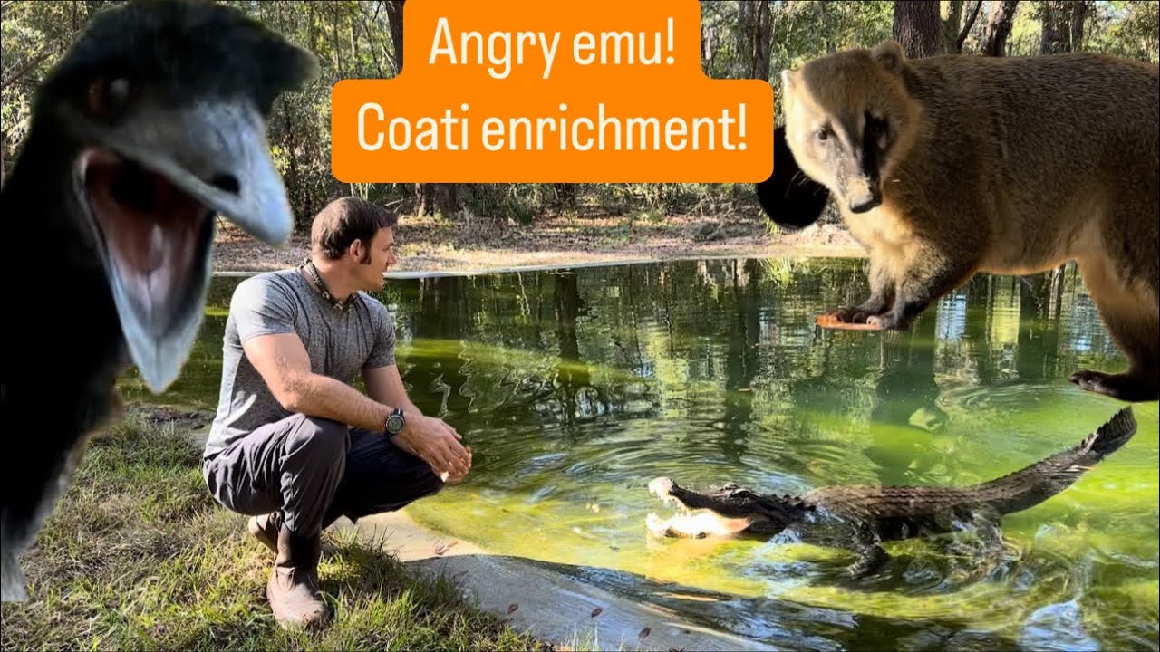 Emu attack, coati enrichment! - YouTube