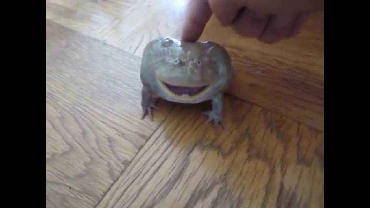 New Frog Meme - YouTube