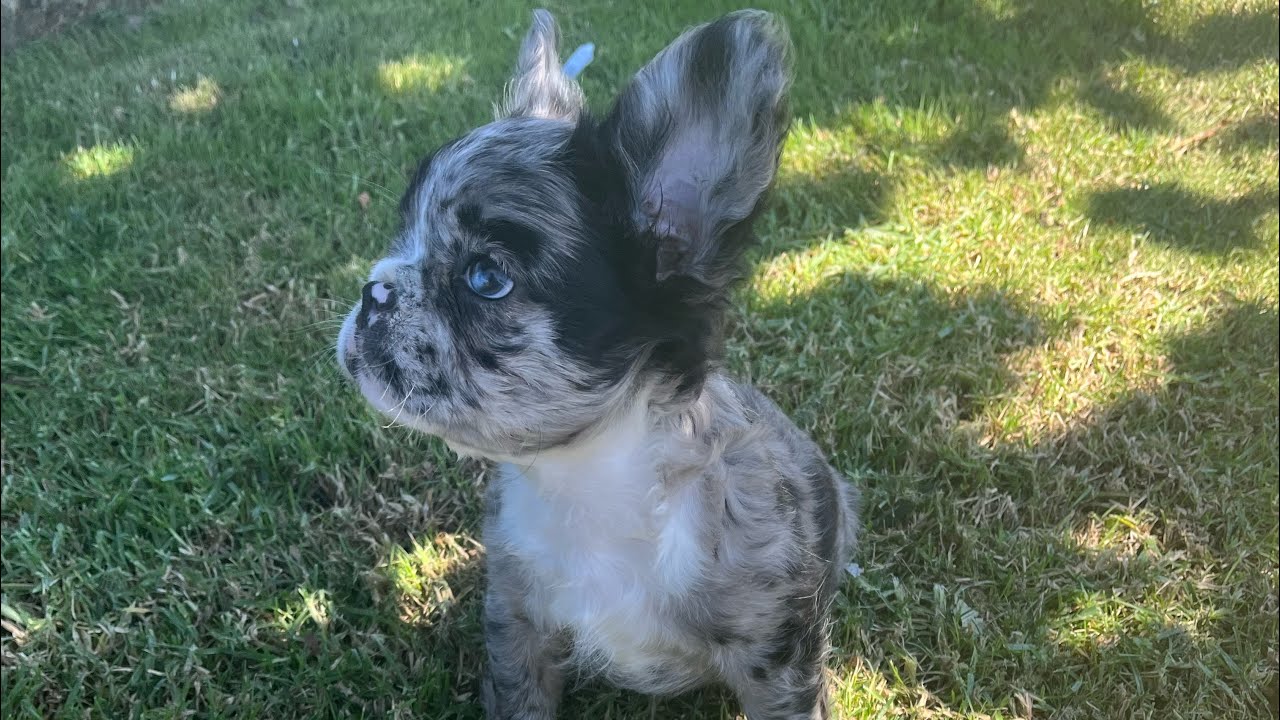 My fluffy 🐩frenchie w me adventuring California ☀️🌴. #frenchbulldog # ...