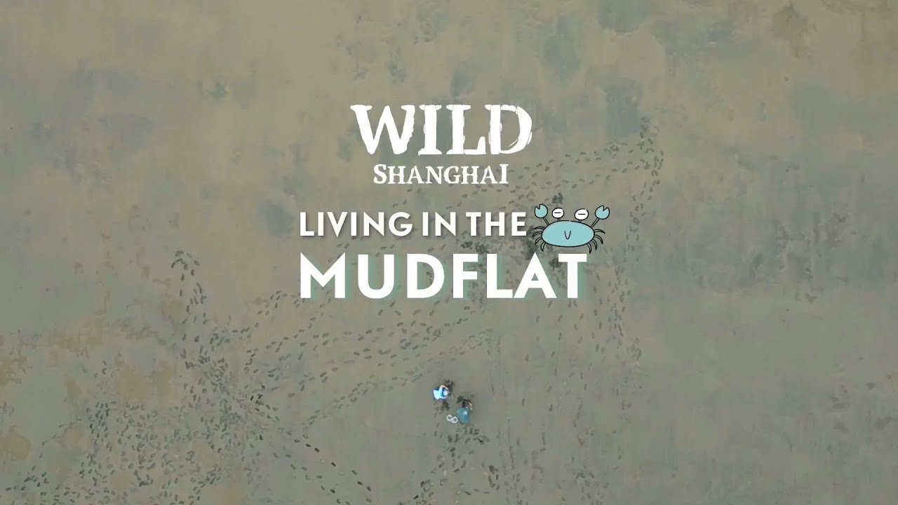 Wild Shanghai EP10: Living in the mudflat#shanghai #nature#animals #wildlife - YouTube