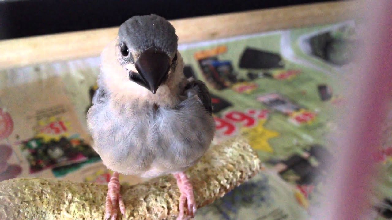Java finch baby out of nest - YouTube