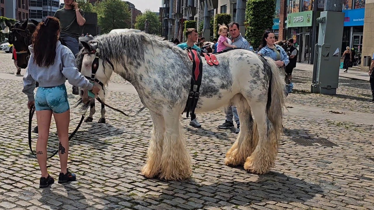 Smithfield Horse Fair, Dublin [May Edition] - YouTube