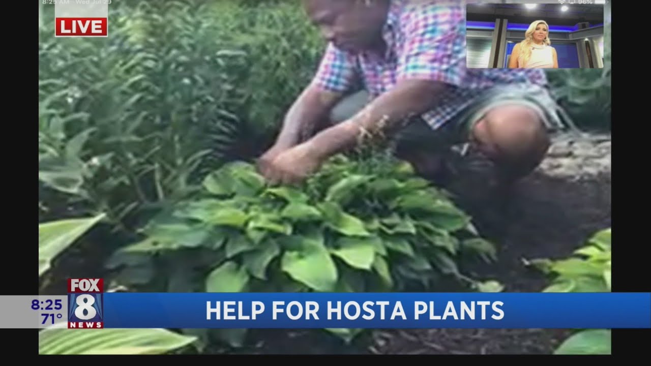 Help for your hosta plants - YouTube