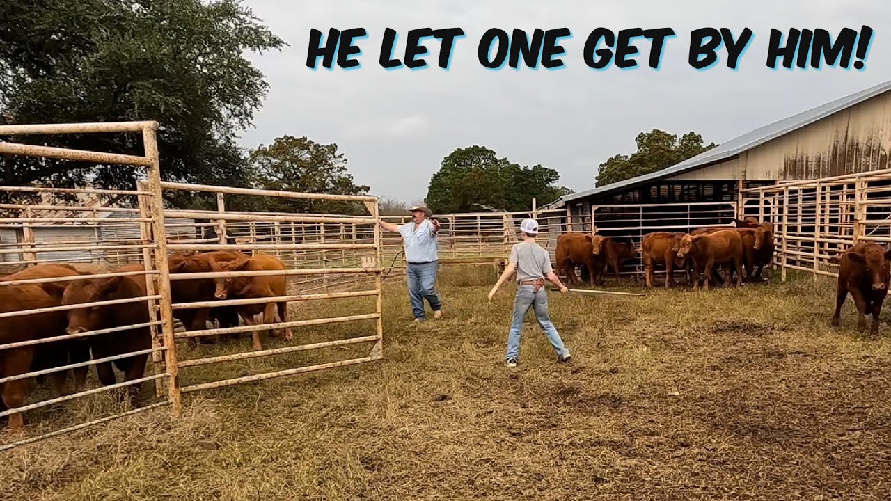 Sorting and Weaning Calves - YouTube