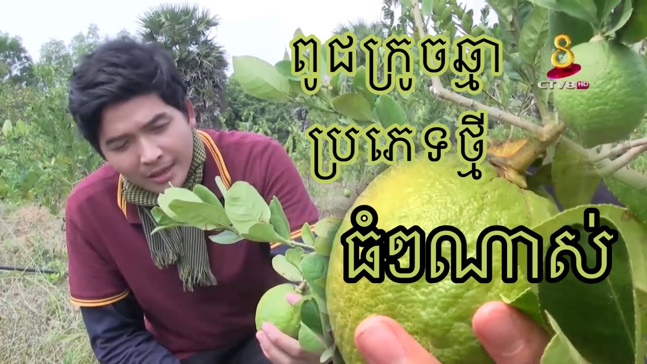 ការដាំពូជក្រូចឆ្មាប្រភេទថ្មី - YouTube