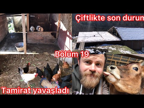 Çiftlik tamiratı böl:19 Kar yağdı işler duraksadı I Hayvancılıkla ilgili açıklamalar