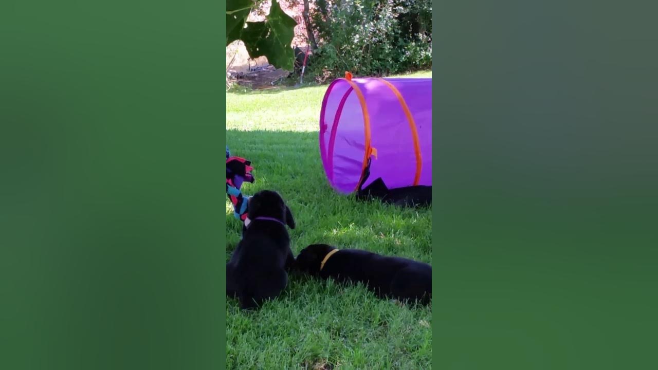 Puppy Play YouTube puppy-play-youtube