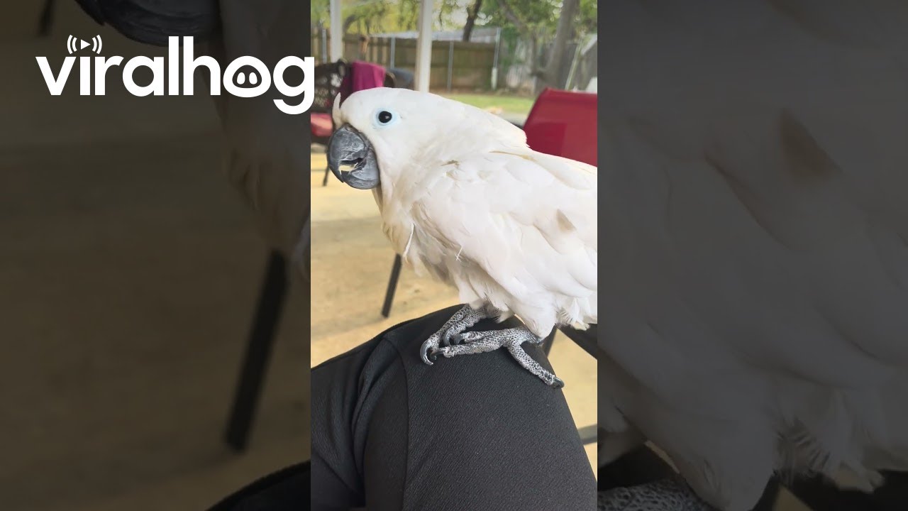 Cockatoo Has a Laughing Attack || ViralHog - YouTube