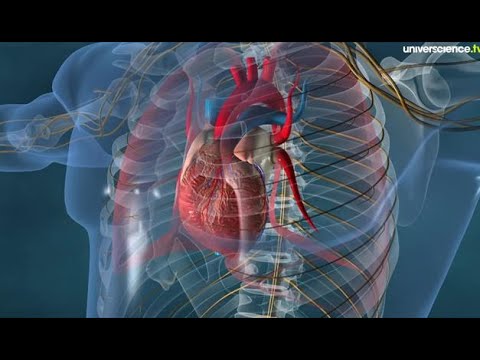 Vidéo : Le Rythme Cardiaque - bp prepa pharma fiches