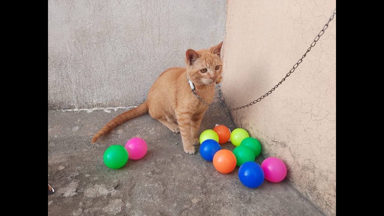 Funny Cat Zone 3008.0010 | Cute Cat Playing With Balls | Cat & Balls ...