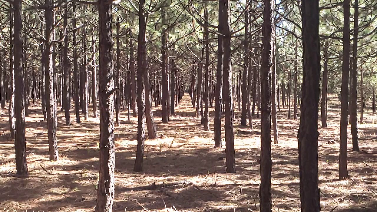 Forest.Plantation.in.Durango.Mexico - YouTube