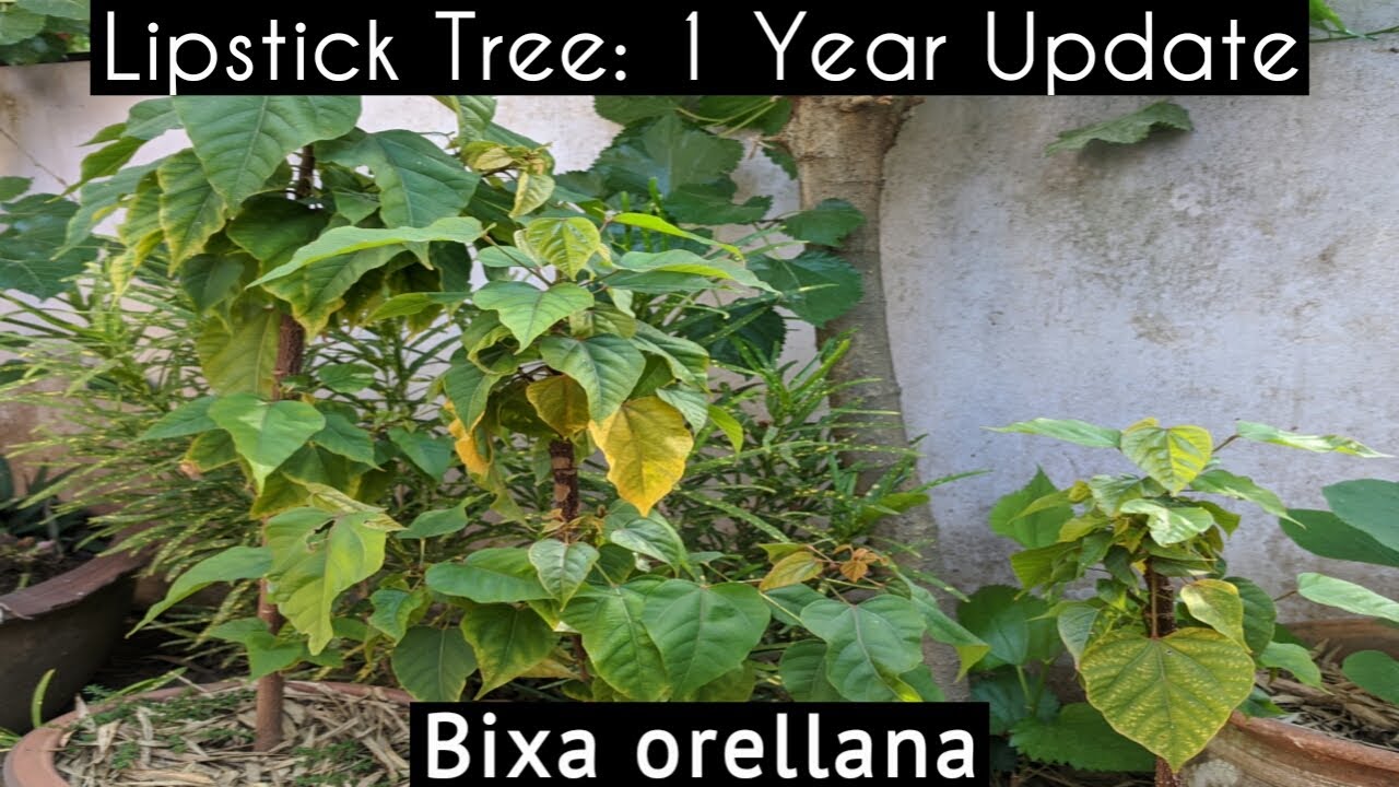 Lipstick Tree Plants: 1-Year Update! - YouTube