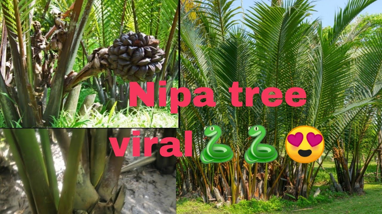 nipa tree viral - YouTube