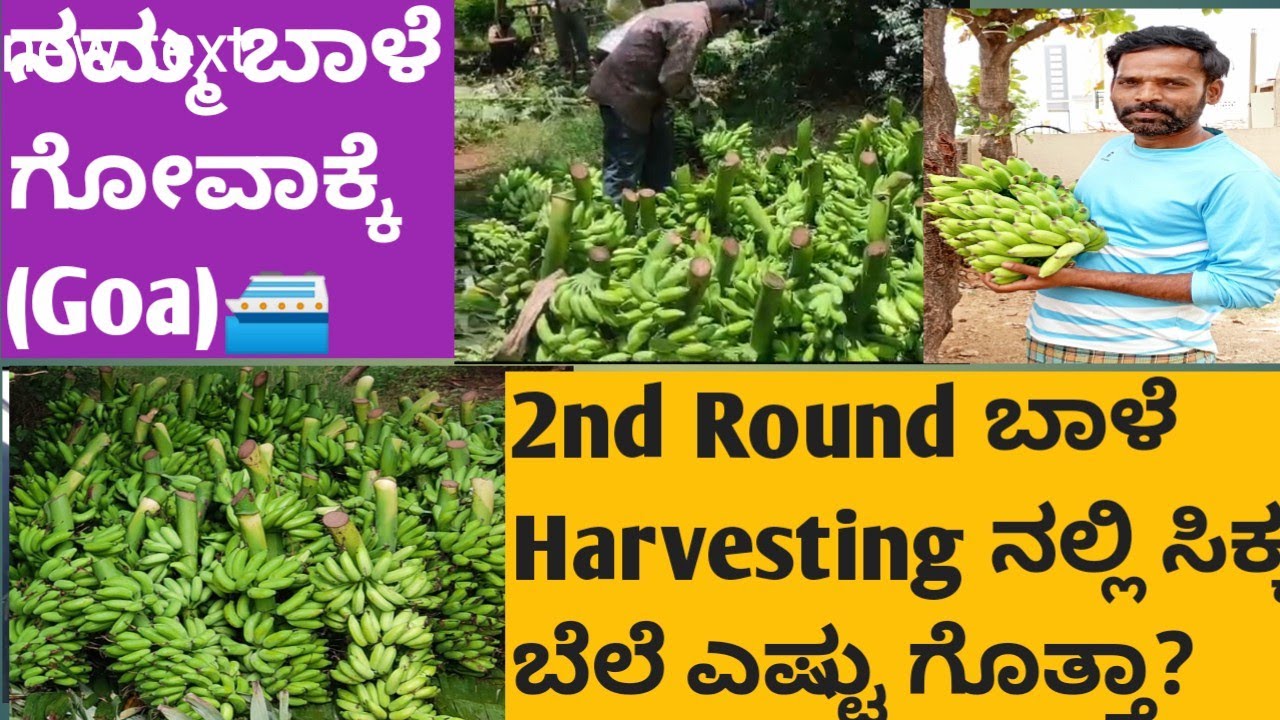 Export Banana to GOA!ನಮ್ಮತೋಟದ ಬಾಳೆEXPORT to GOA(Got HighPrice in 2nd ...