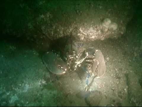 Dive with seal, Rockabill Lighthouse,Ireland - YouTube