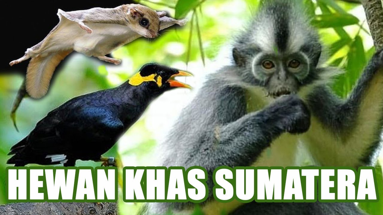 6 Hewan Endemik Sumatera yang Harus Dilindungi - YouTube