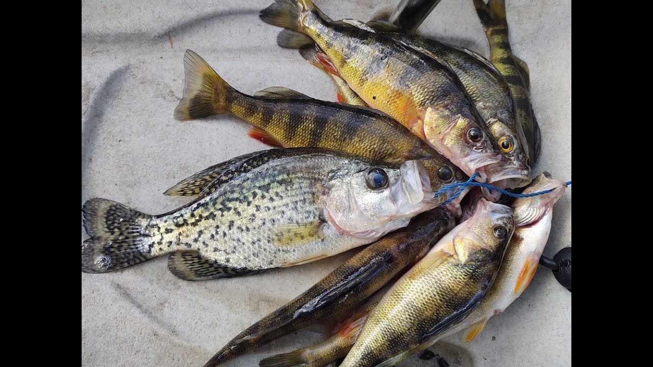 Yellow Perch Saves the Day! Kayak Fishing!! - YouTube