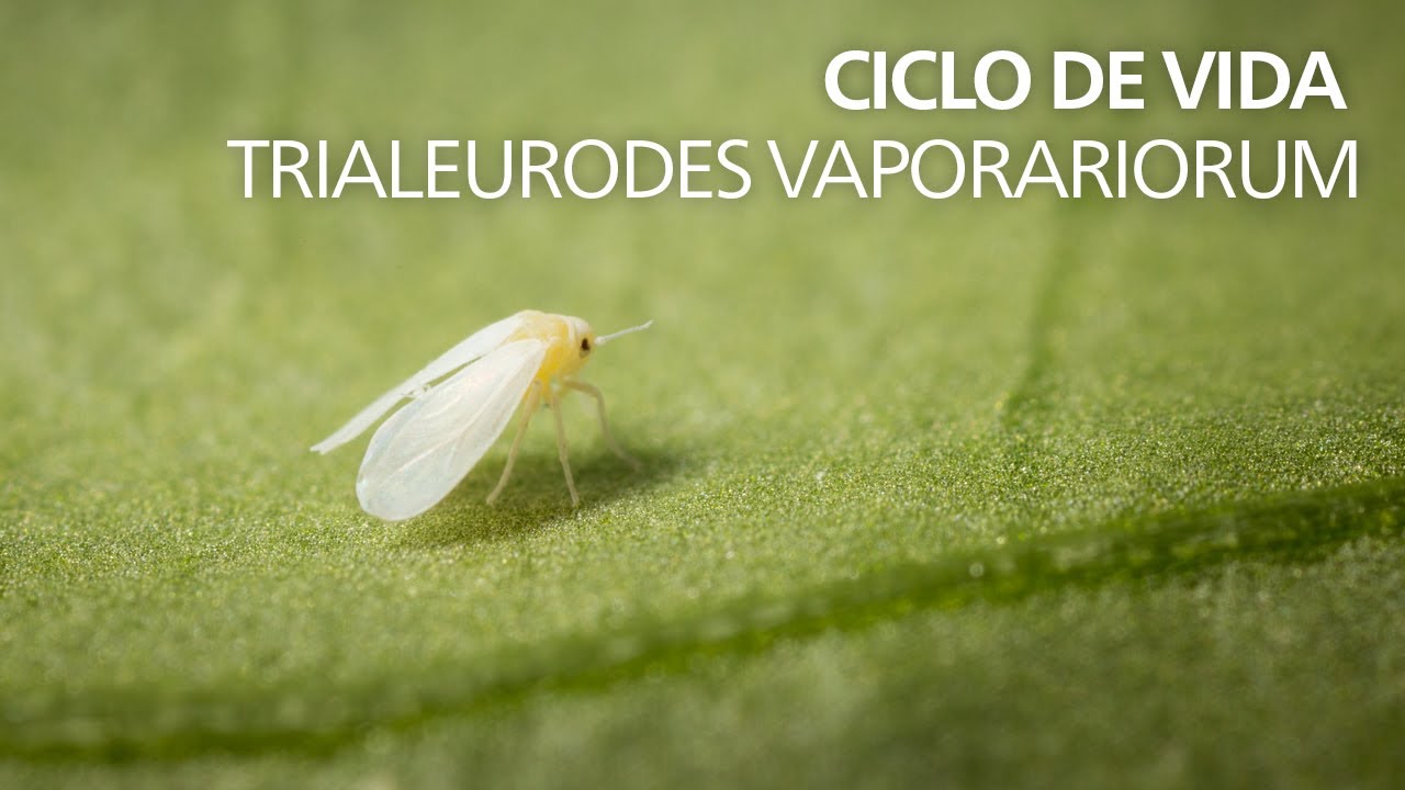 Ciclo de Vida | Trialeurodes vaporariorum (Mosca Branca) - YouTube