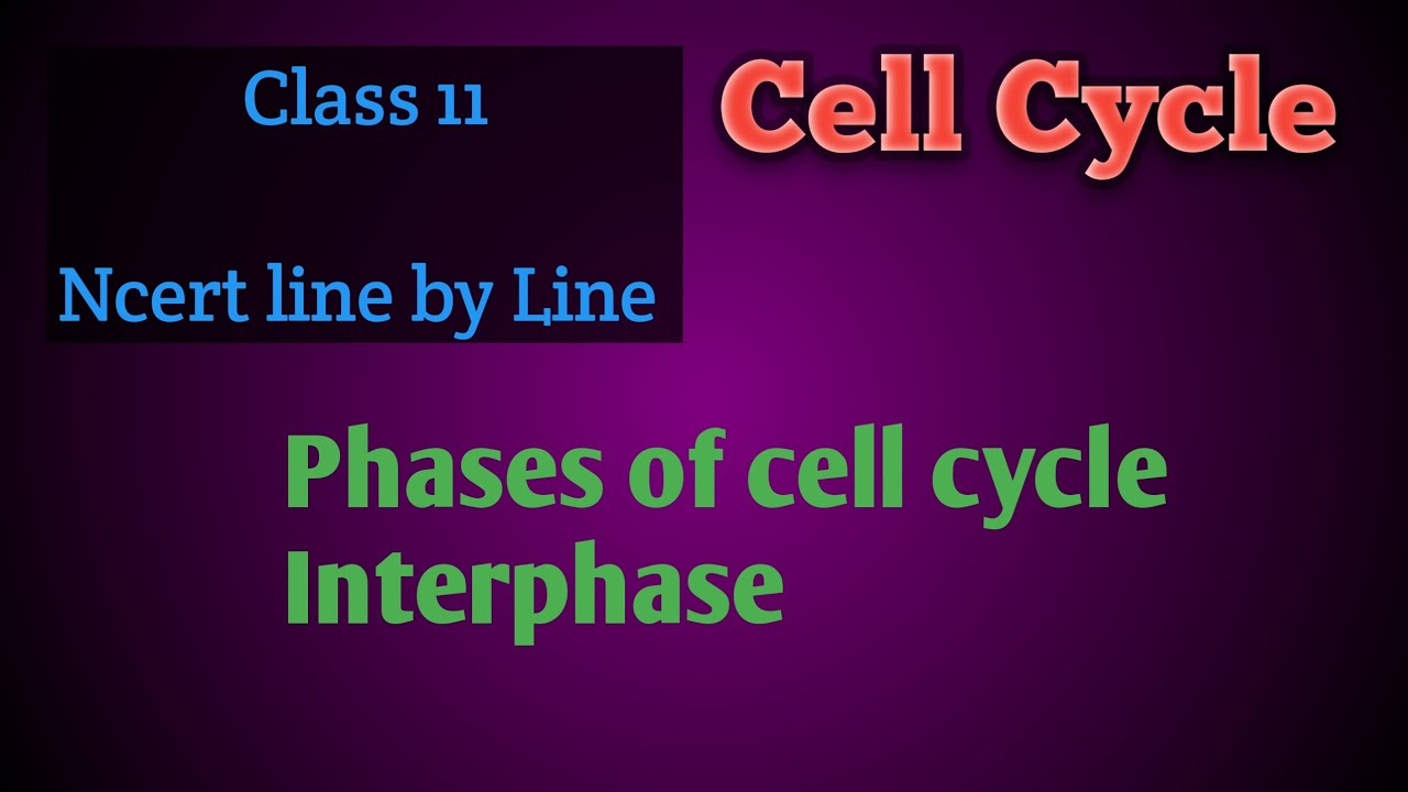 Cell cycle botany class 11 phases of cell cycle interphase - YouTube