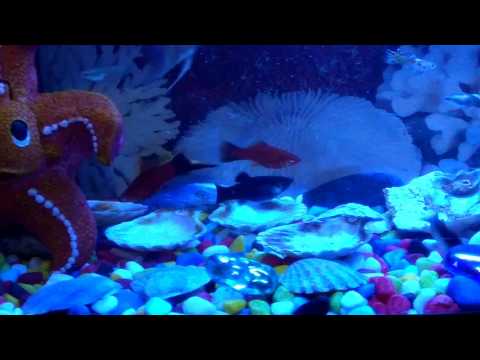 canli doguranlar lapistes,kilic kuyruk,moli,melek