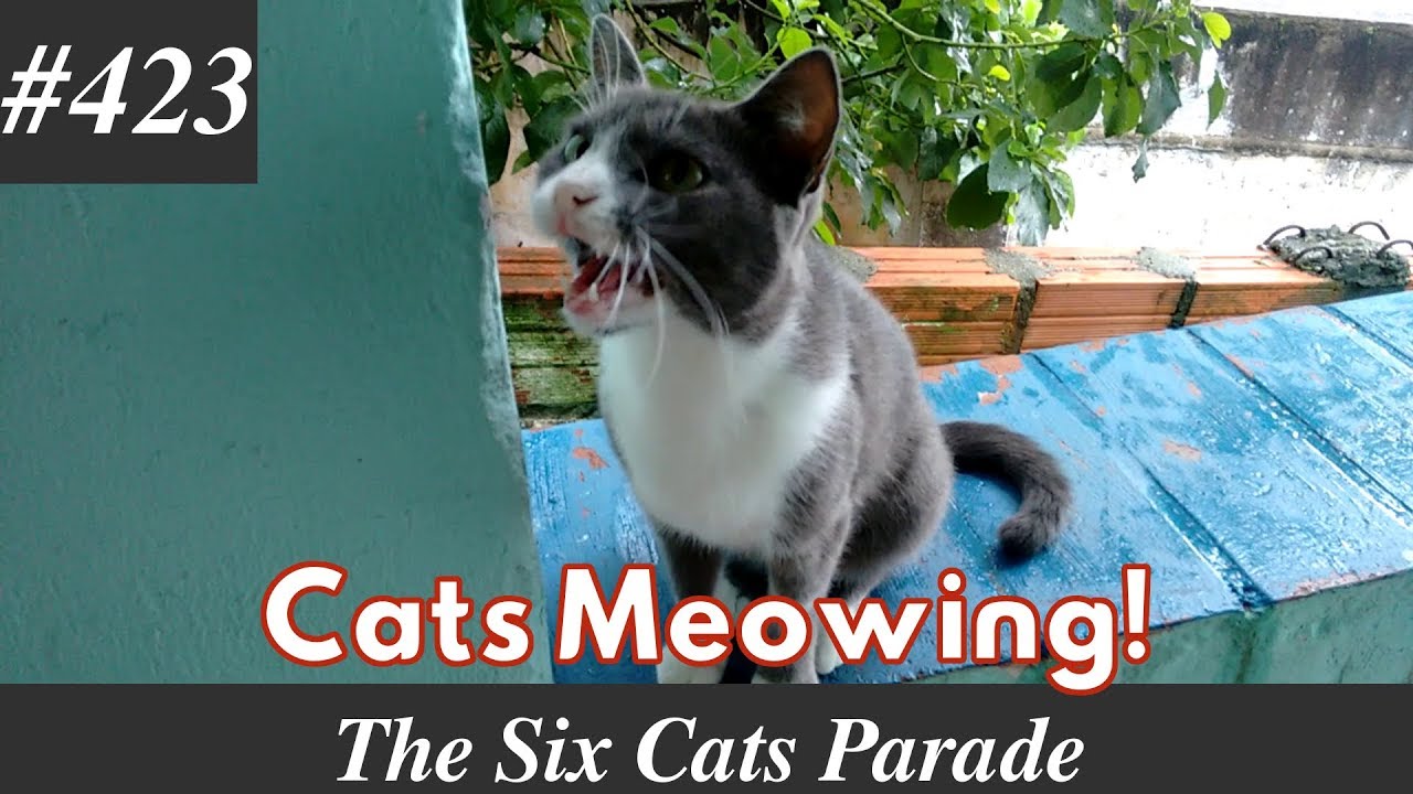 Cats meowing compilation - YouTube