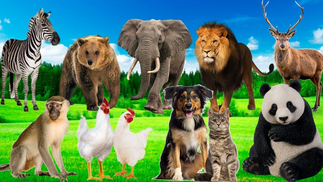 Cute Animals Mood Booster, Happy Ambient Music - Animal Sounds of Dog ...