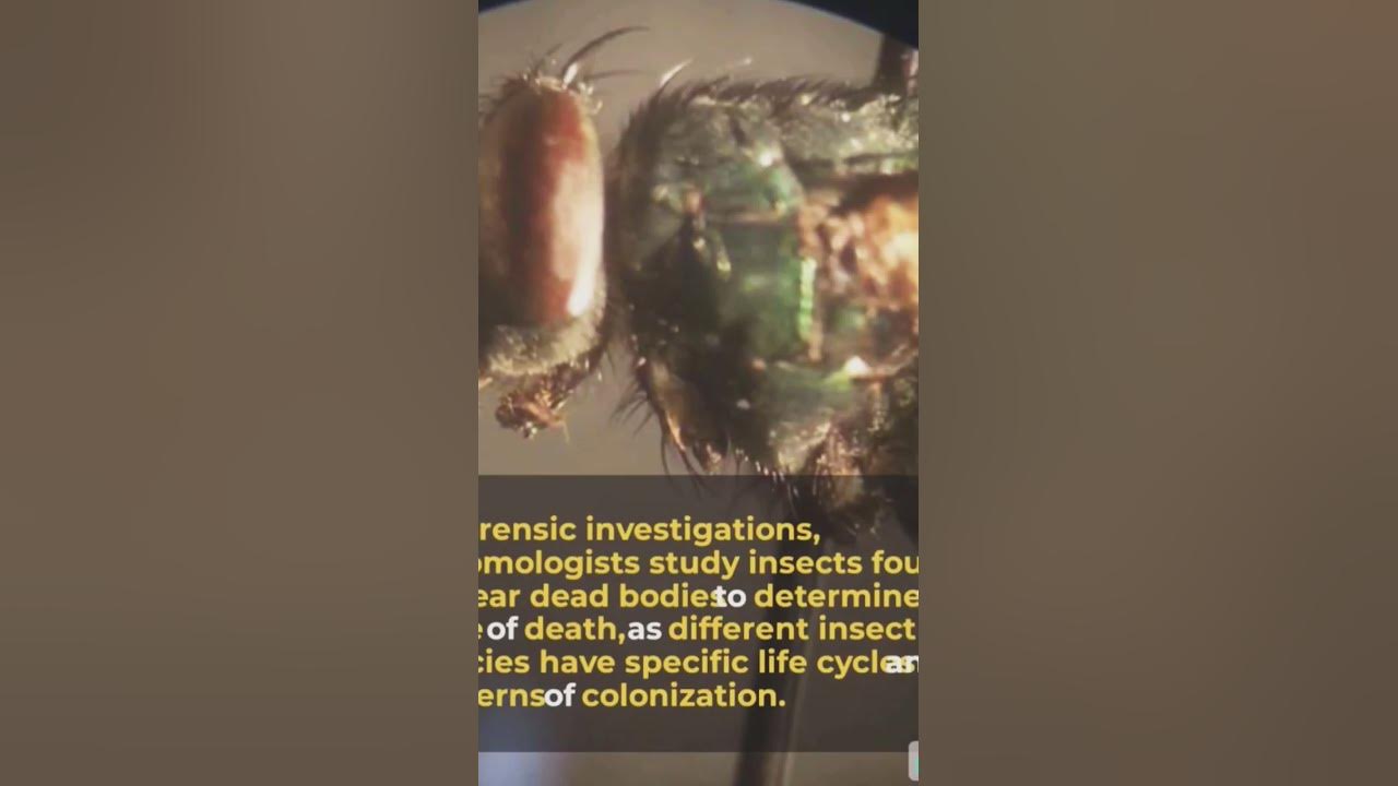 Amazing Facts About Dead Bodies YouTube amazing-facts-about-dead-bodies-youtube