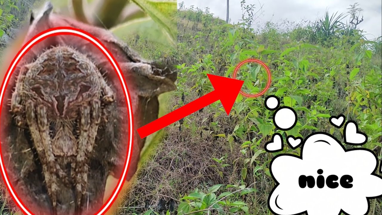 #Spider Hunting/Dami kung nakita mga ka pet's - YouTube