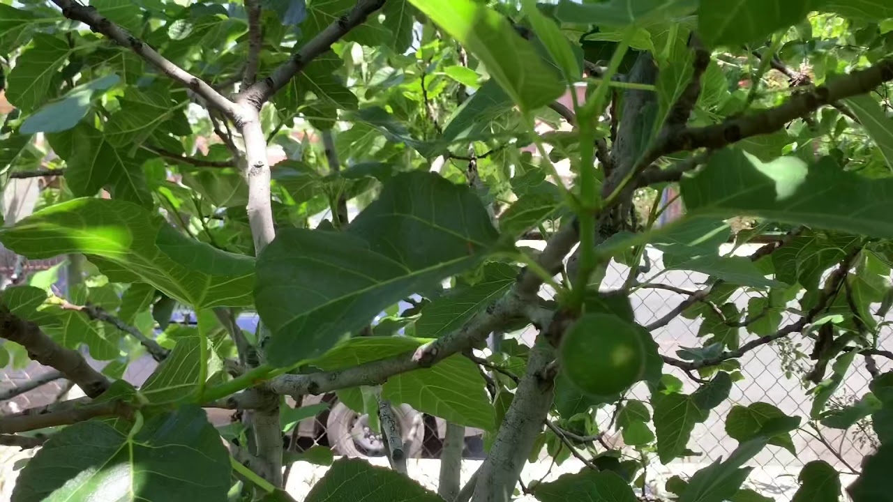 Fig Tree Six Year Old Birthday - YouTube