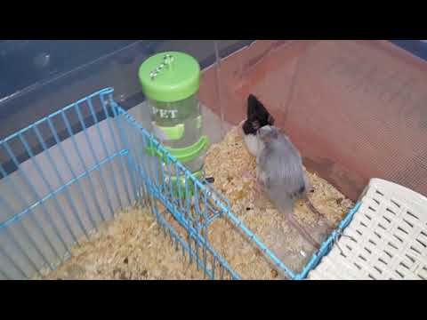 Farelerin çiftleşmesi ( Rat Faresi )