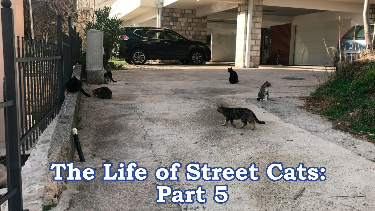 The Life of Stray Cats: 5 Part - How Many Cats Are Here? #catlover # ...