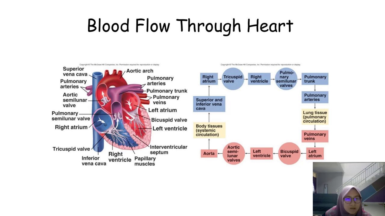 THE CARDIOVASCULAR SYSTEM-PATHWAY OF BLOOD - YouTube