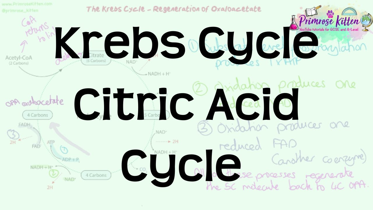 Krebs Cycle | Citric Acid Cycle | Revision for Biology A Level and IB ...