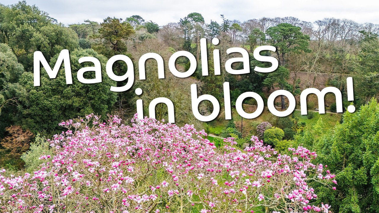The Spring Story | Trebah's Champion Magnolia Campbellii In Bloom, 2026 ...