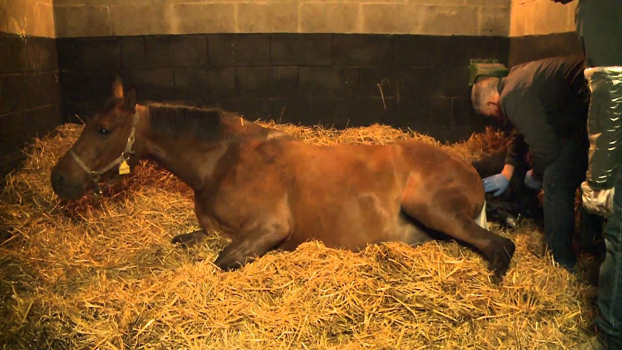 Poulinage en direct du Haras du Grand Courgeon - YouTube