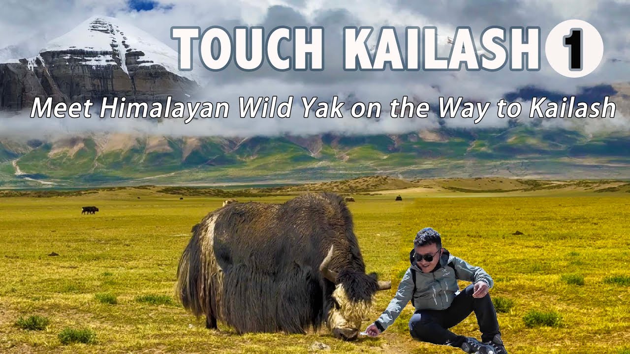 My 2nd adventure to Touch Mt. Kailash, Meet Wild Yak, Cook Egg at the ...