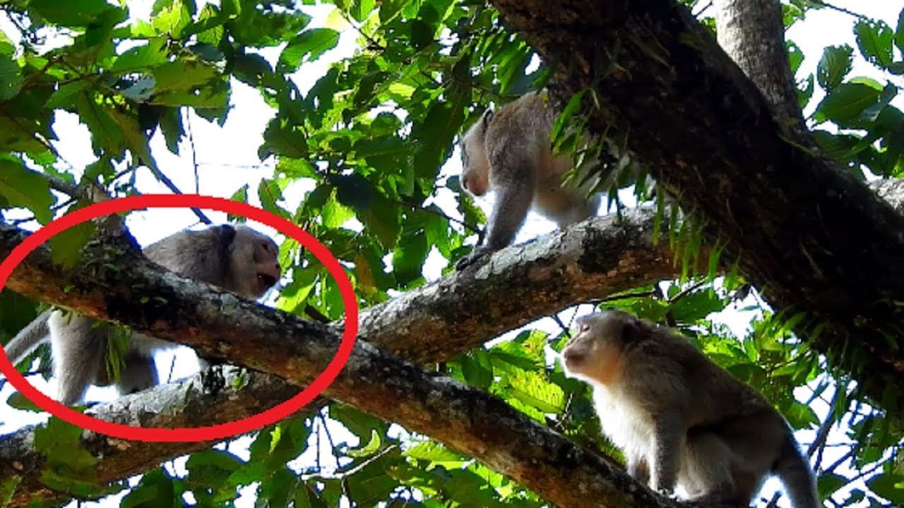 Mr. Mark and Lucy, Rory Fighting with Strange Monkey on Tree, Who is He ...