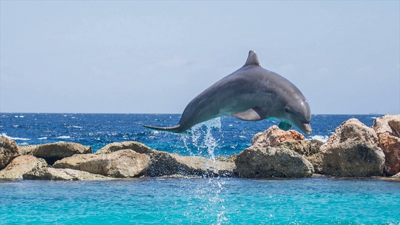 Very Popular Dolphin Show in Goa - YouTube