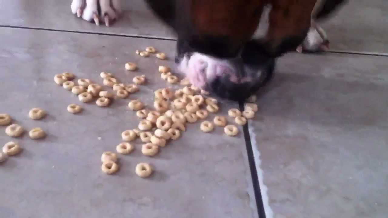 Can A Dog Eat Cheerios