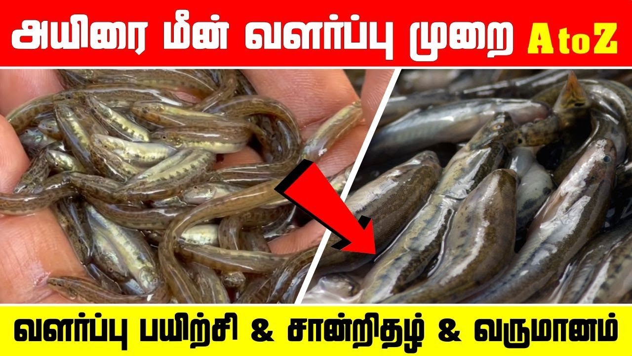 Ayira Meen | அயிரை மீன் வளர்ப்பு முறை | TINY FISHES | Hello Madurai Tv ...