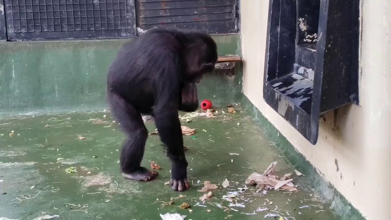 Samira - Floating Limb Episode at Project Chimps - YouTube