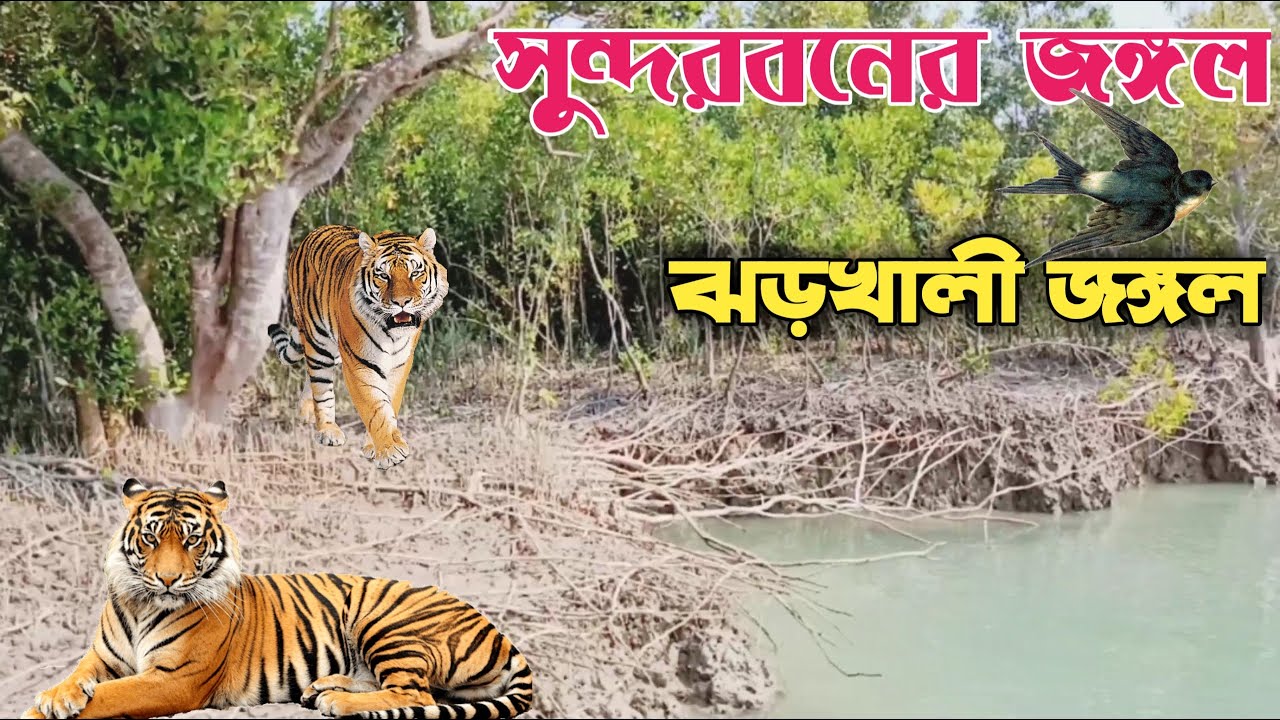 SUNDARBAN VLOG/SUNDARBAN FOREAST VLOG/SUNDARBAN WILD - YouTube