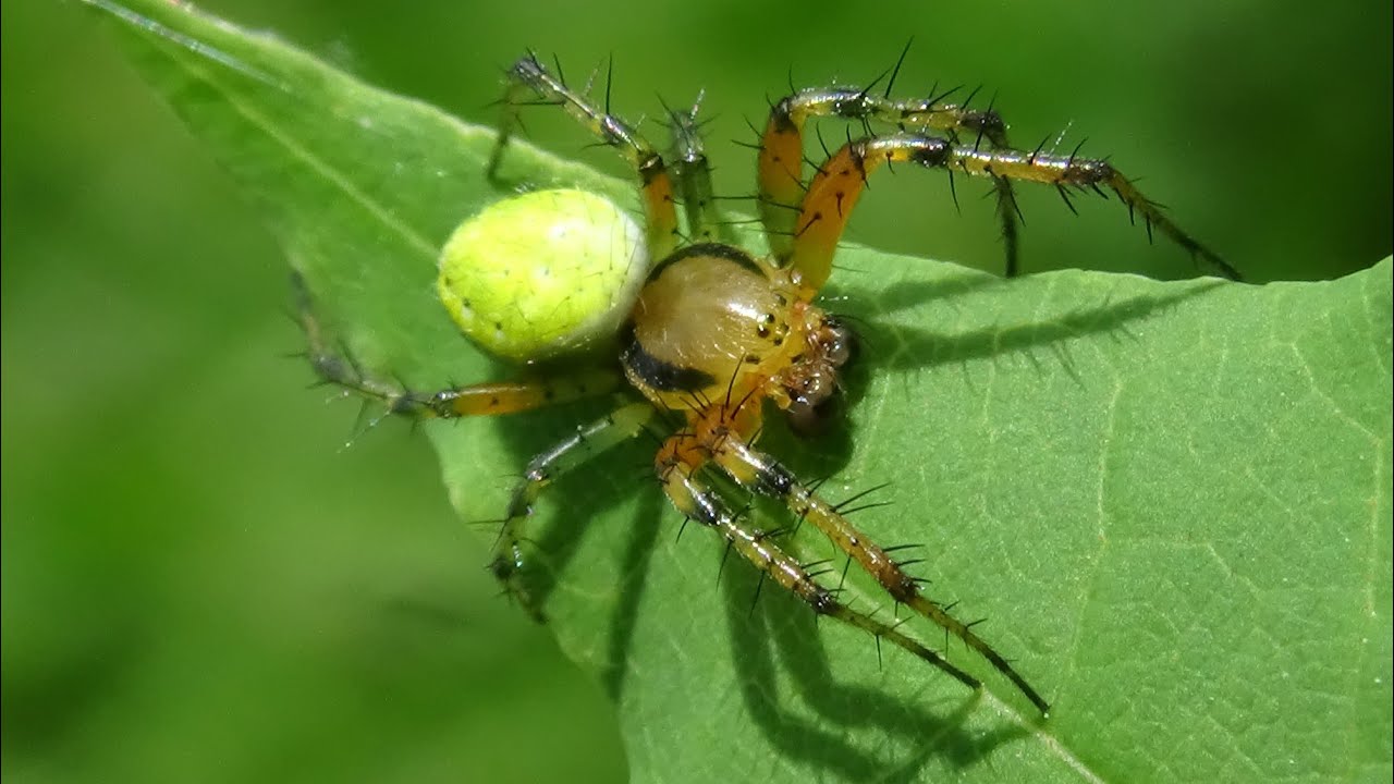 Araniella sp. - ??? - (Araneidae) - Araignée verte - YouTube