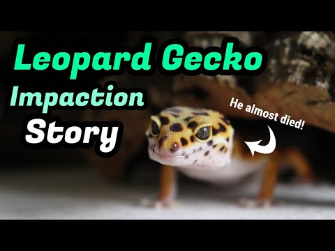 5 Symptoms That Show That Your Leopard Gecko Is Dying - Reptile Craze